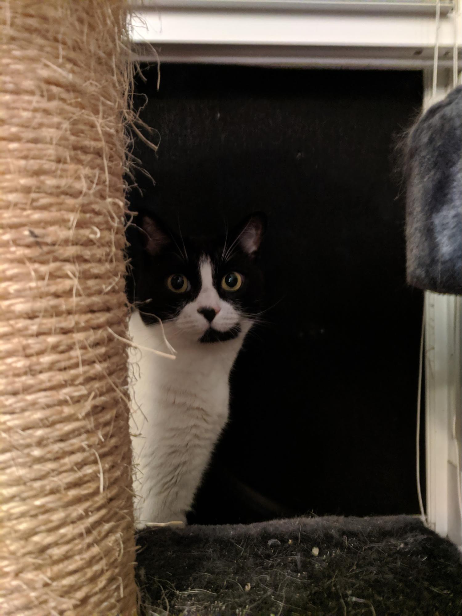 This Is What Happened When I Tried to Bully My Plant to Death