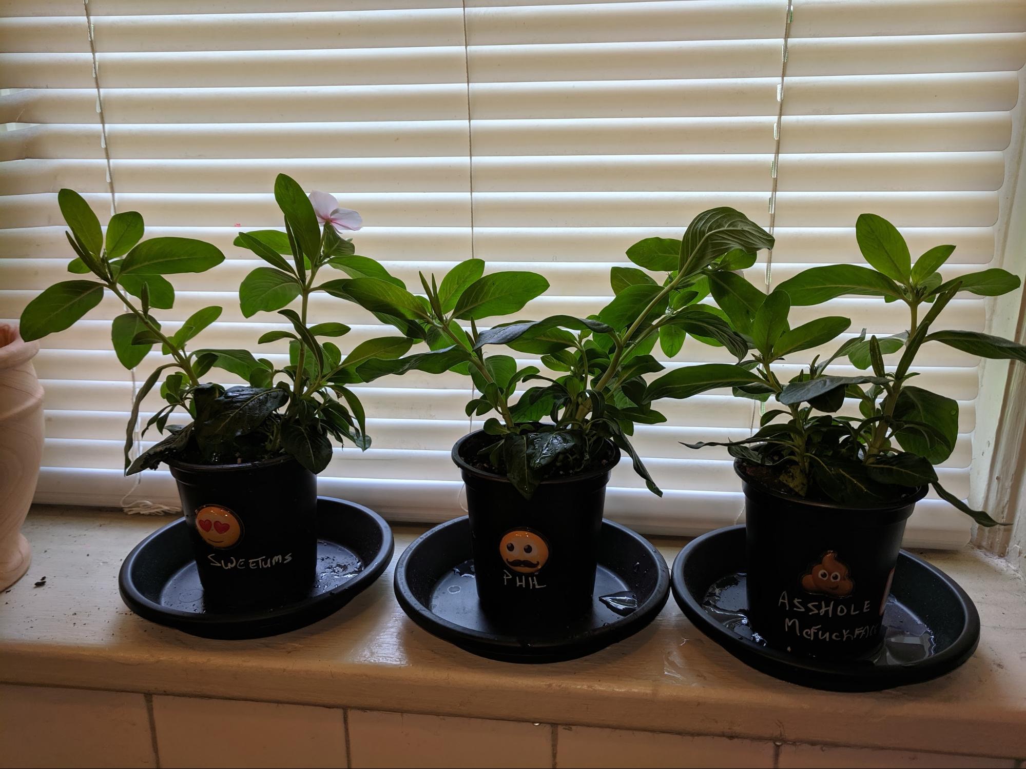 This Is What Happened When I Tried to Bully My Plant to Death