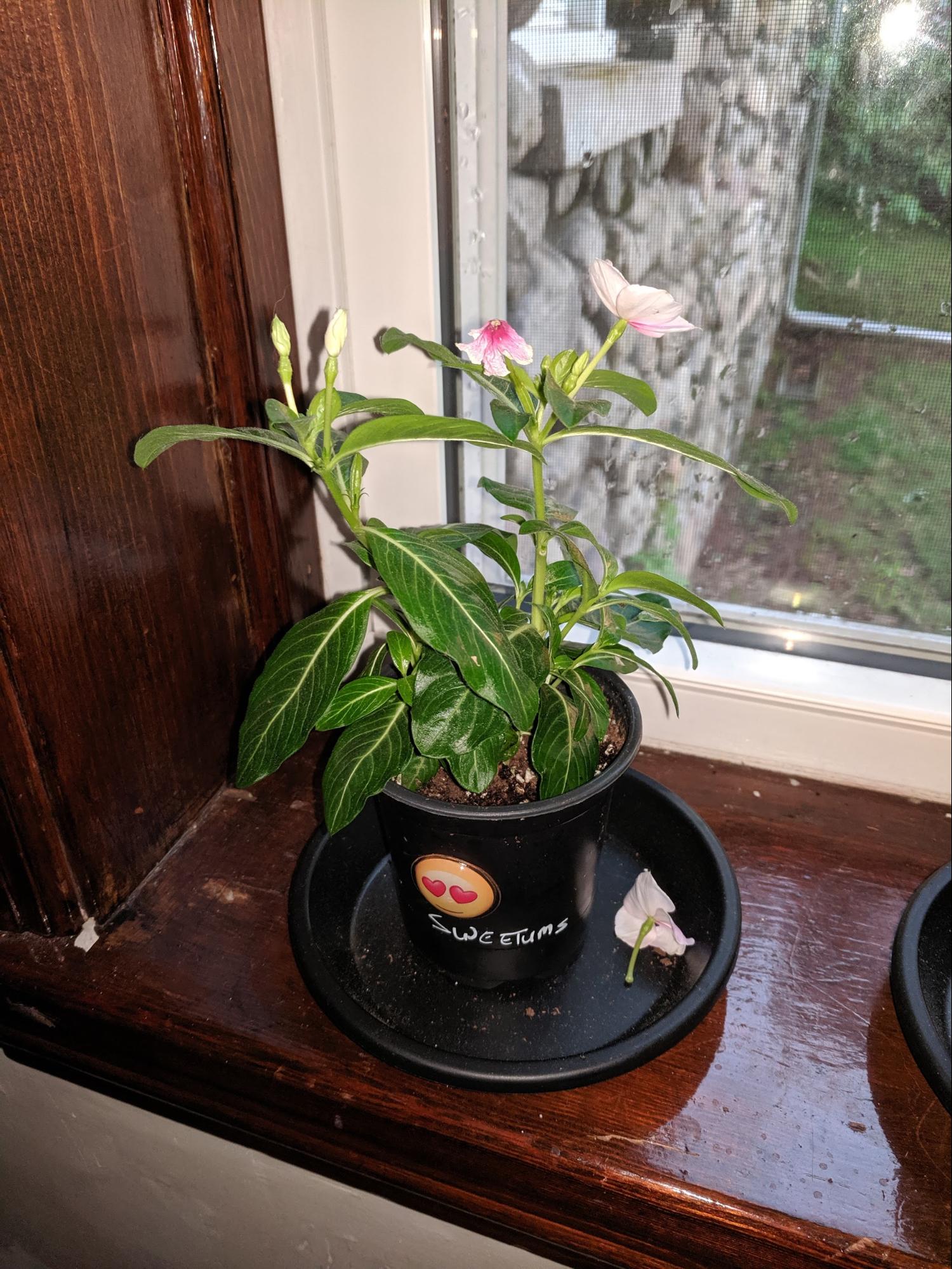 This Is What Happened When I Tried to Bully My Plant to Death