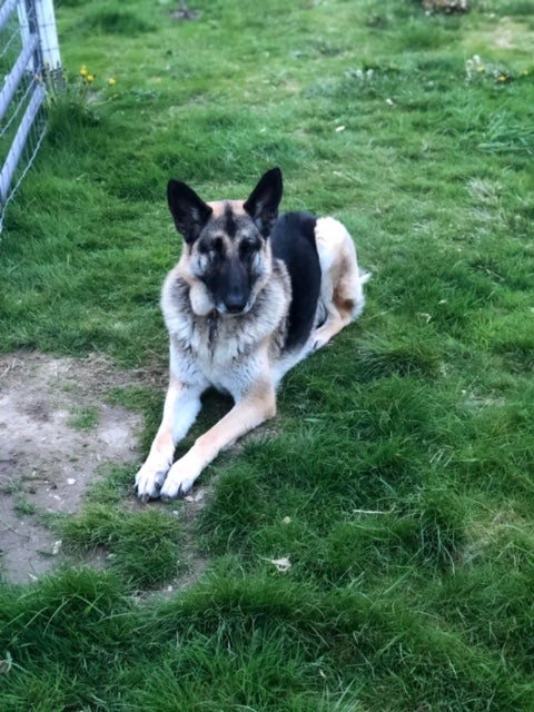 What Actually Are the Zoomies?