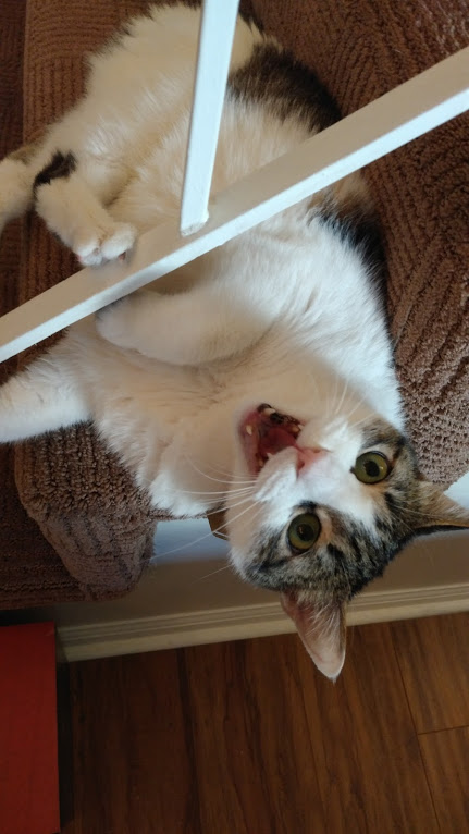 What Actually Are the Zoomies?