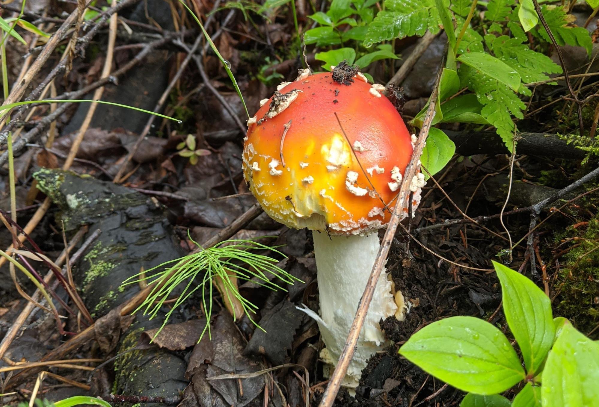 Amanita Muscaria: How to Take the Psychedelic Mario Mushroom to Get High