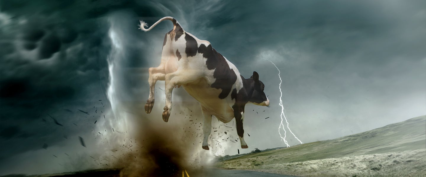 Twister Movie Cow