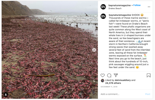 Penis Fish: Where Are the Fat Innkeeper Worms Now?