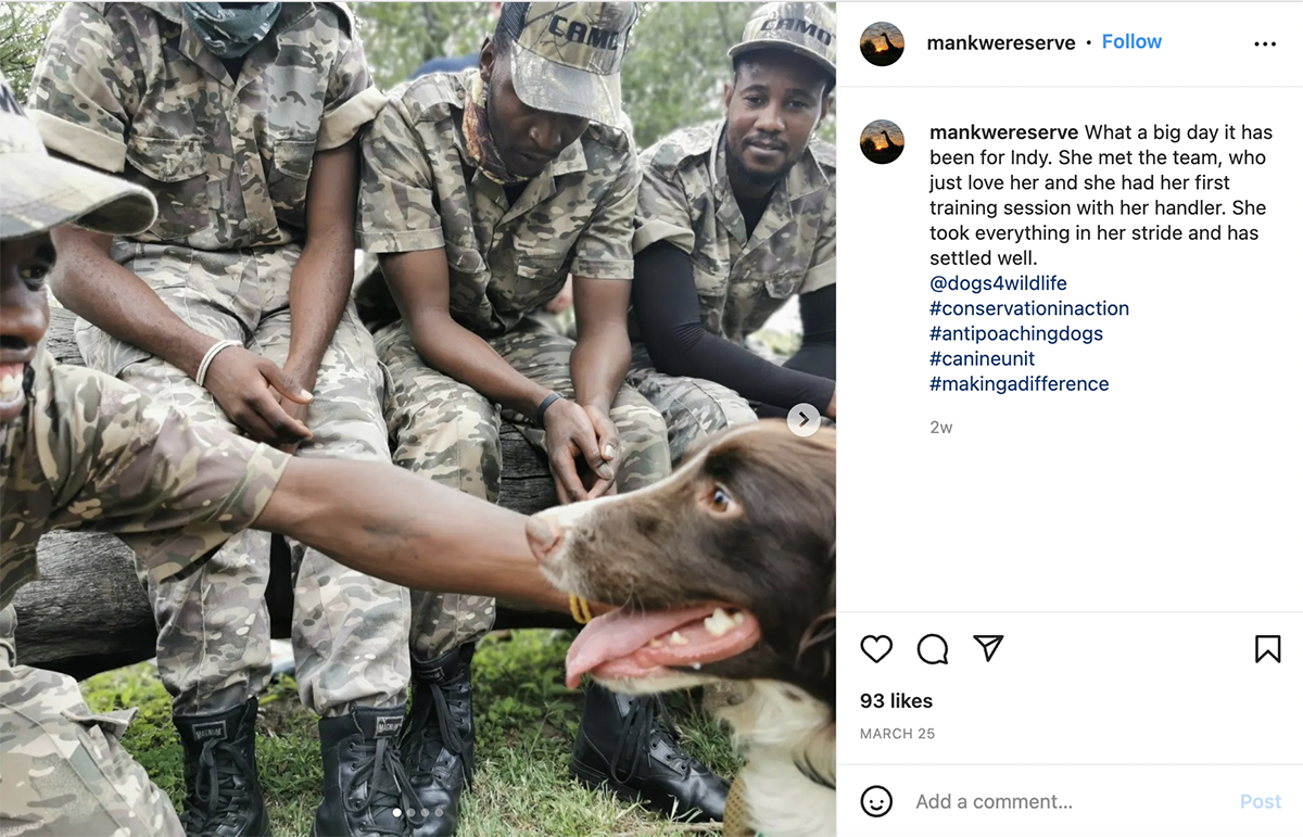 How Highly Trained Anti-Poaching Dogs Are Saving Rhinos in Africa