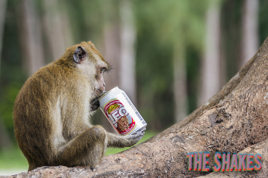 These Are the Animals That Love to Get Wasted