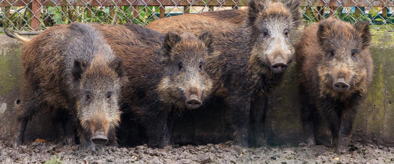 2019's Massive Pig-Out: The Year in Feral Hogs