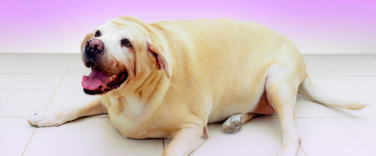 The Rise of the Dog Body Positivity Movement