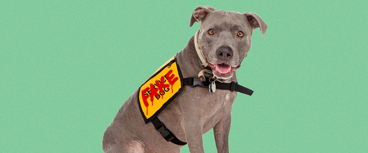 Is It Terrible To Put A Fake Service Vest On Your Dog 