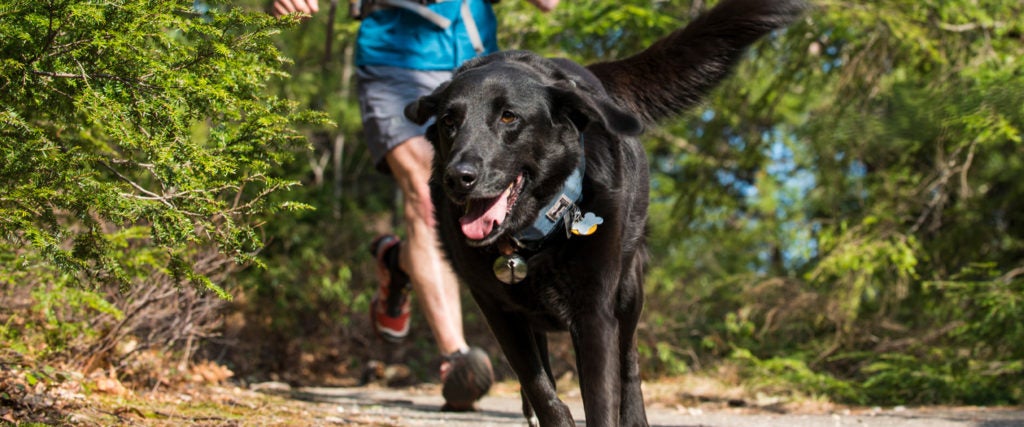 How to Train Your Dog to Run Long Distances With You