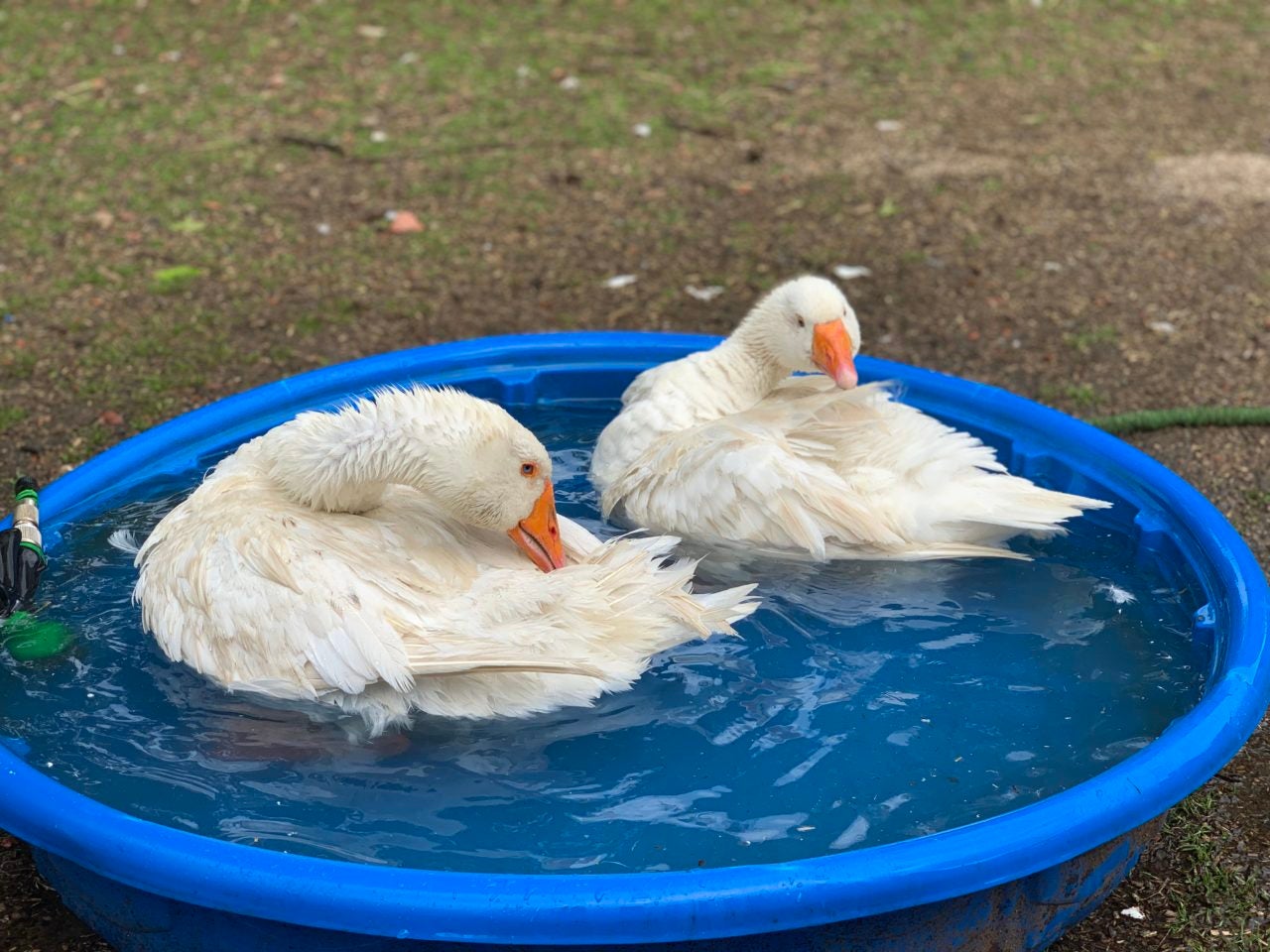 Guard Geese: Why People Trust Geese to Guard Their Property