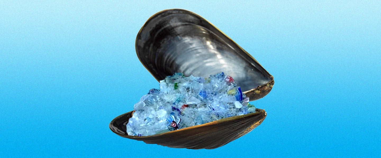 Microplastic in Seafood: Mollusks Contain the Most Plastic of All