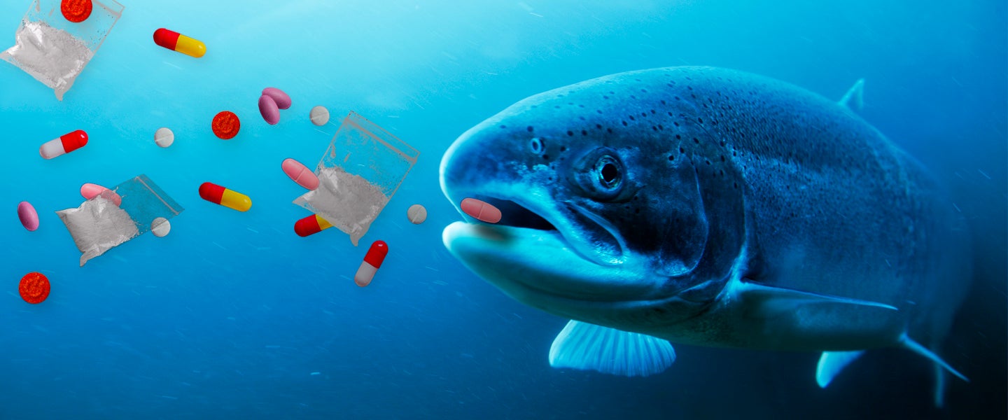 The Meth Fish Apocalypse