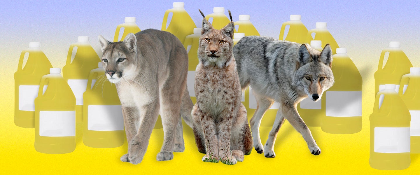 The Internet’s Foremost Pee Peddler Wants to Revolutionize Pest Control ...