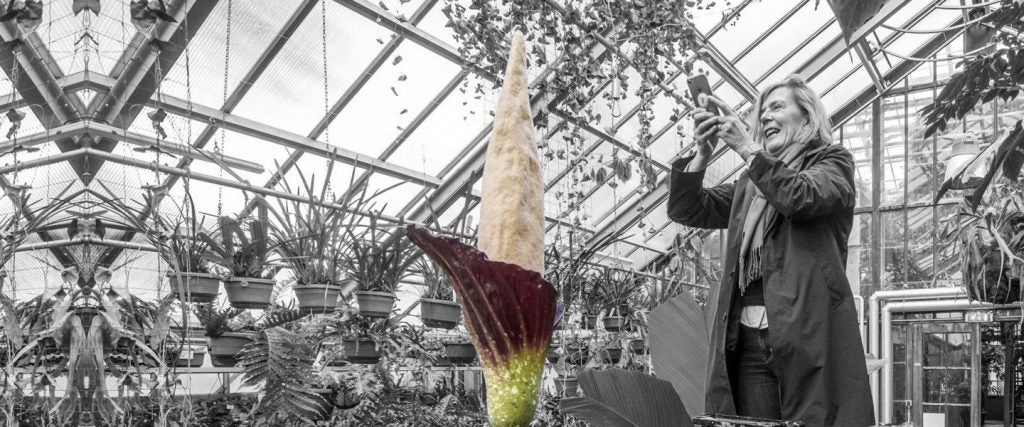 What Does It Mean That the Penis Flower Has Bloomed?