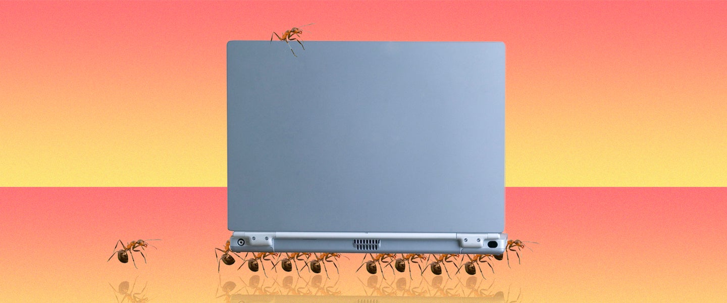 The Electric Rise of Computer-Eating Rasberry Crazy Ants