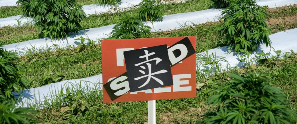 The Great ‘Chinese’ Pot Farm Panic
