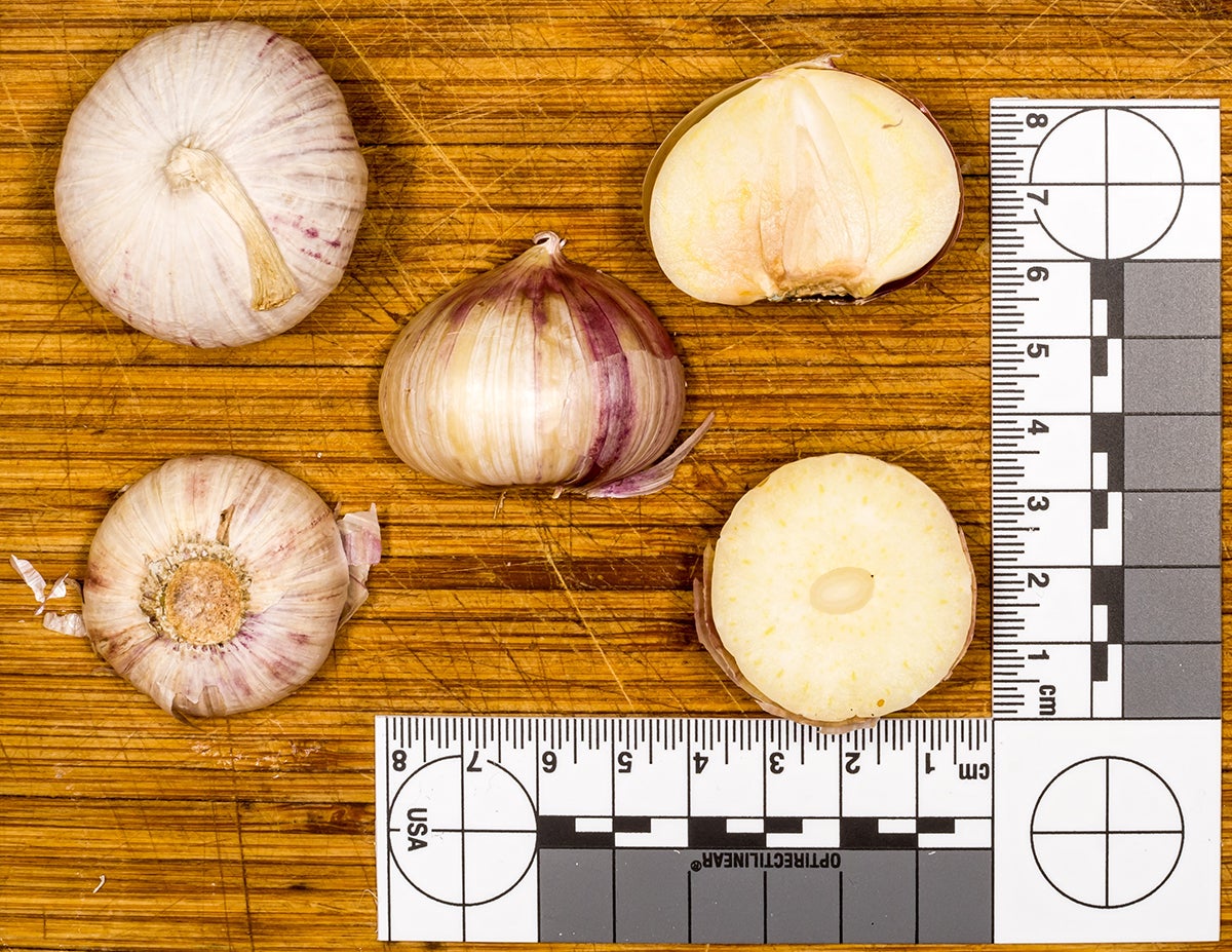 The Holy Grail of Garlic Is the Solo Chungus Bulb