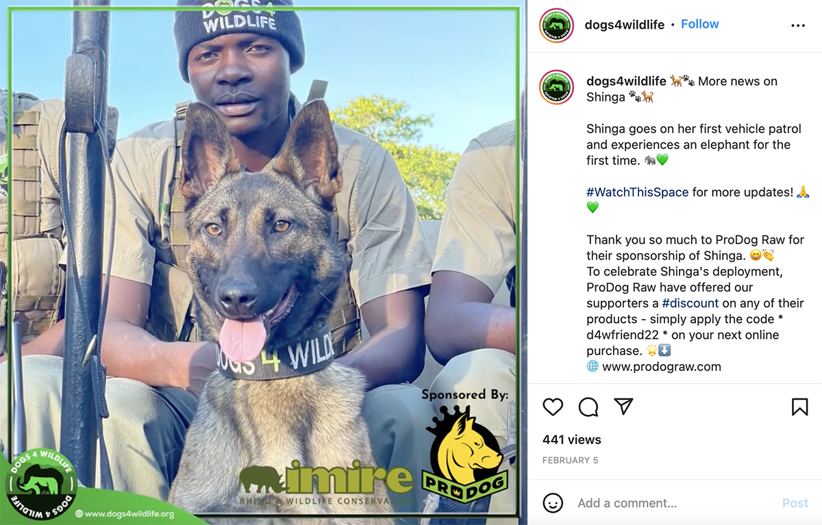 How Highly Trained Anti-Poaching Dogs Are Saving Rhinos in Africa