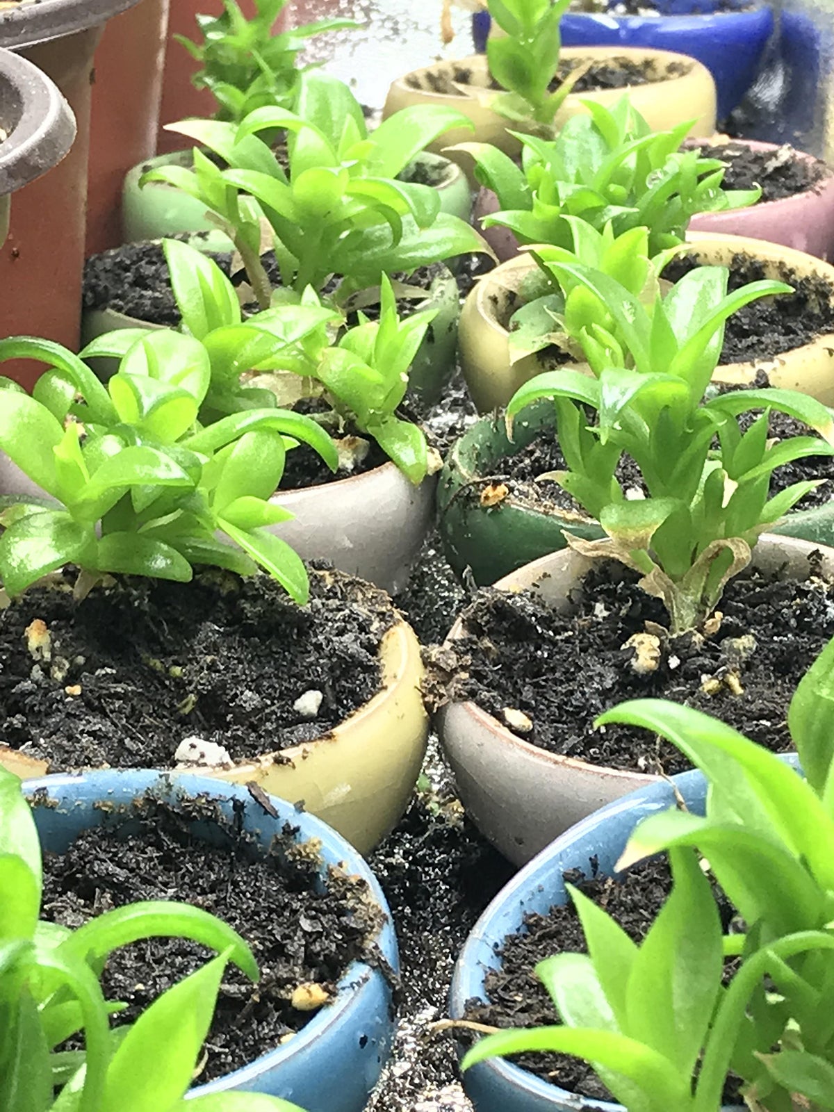 Amateur Kanna Horticulturalists Want You to Stop Calling Their Wonder ...
